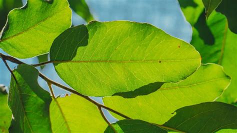 What Is A Tolerance Curve In Ecology Ecology Today