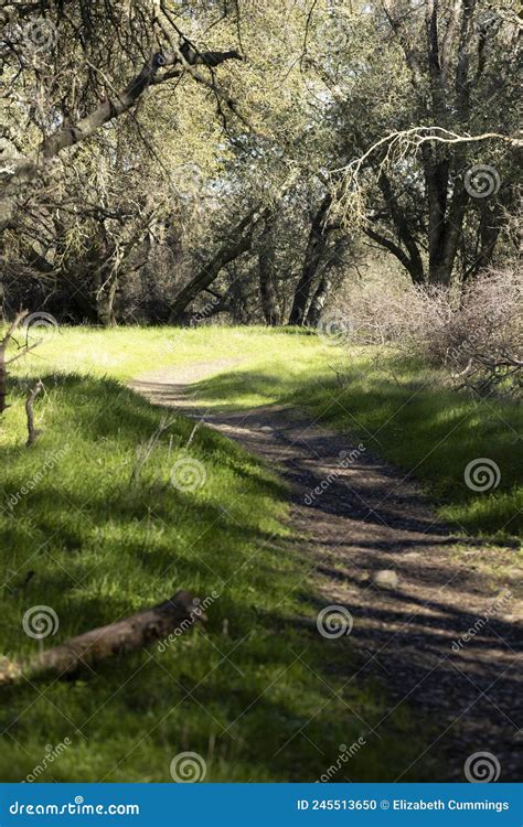 Well Worn Path Wanders Through A Green Field Of Grass Towards The