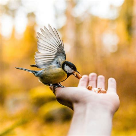 Bird Phobia Treatment Strategies Conquering Ornithophobia