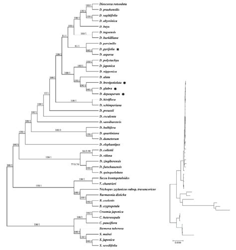 Phylogenetic Trees Inferred From Maximum Likelihood And Bayesian Download Scientific Diagram