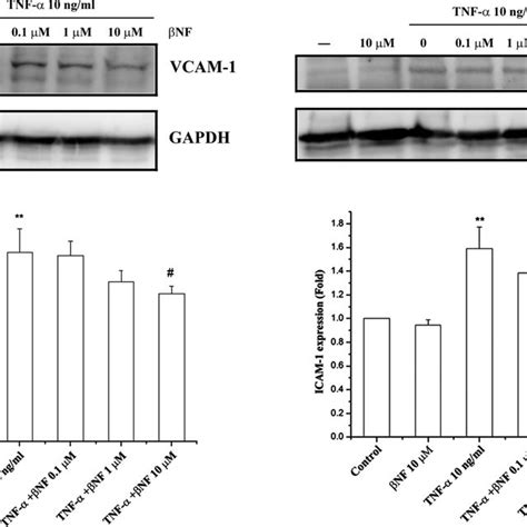 β Nf Inhibits The Expression Of Tnf α Induced Adhesion Molecules Download Scientific Diagram