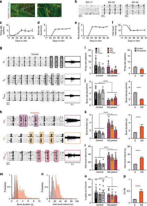 Spontaneous Electrophysiological Activity Of Control And Ks