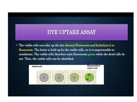 Cell Viability Assays Ppt