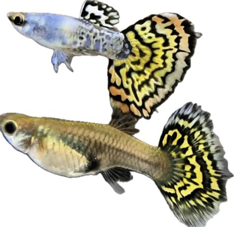 Premier Guppy Assorted Female Randomly Selected Lovely Fish Aquatropics
