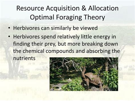 Ppt Resource Acquisition And Allocation Optimal Foraging Theory Powerpoint Presentation Id 1096927