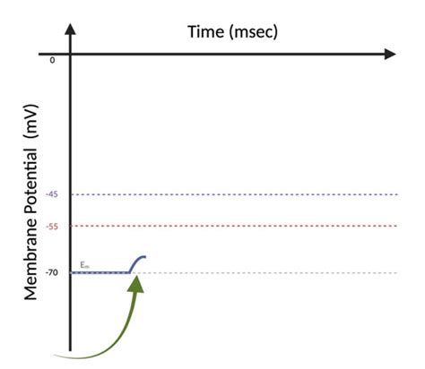 Lecture 7 Action Potentials Flashcards Quizlet
