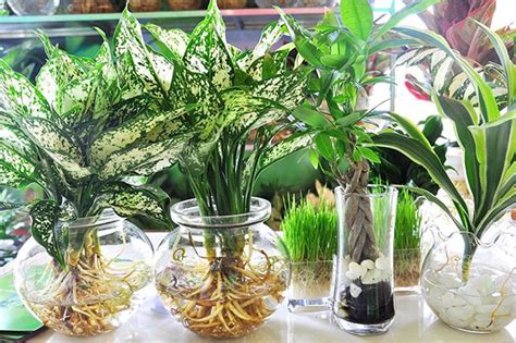 Trồng Cây Cảnh Trong Lọ Thủy Tinh đơn Giản Hiệu Quả Tại Nhà 2019 Dịch