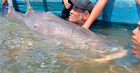 ខណ្ឌរដ្ឋបាលជលផលត្បូងឃ្មុំ ជូនលិខិតសរសើរអ្នកនេសាទ ស៊េន យ៉ាក់កូប ដែលជូនស្តេចត្រីទម្ងន់