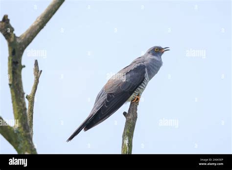 Common Cuckoo Bird Cuculus Canorus Resting And Singing In A Tree It