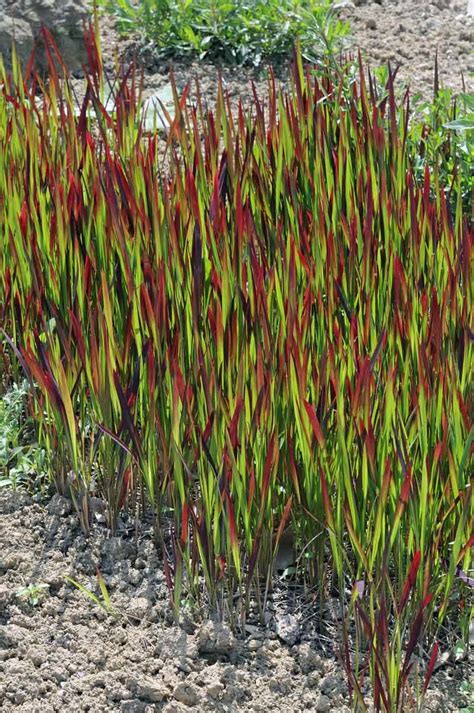 Maureen Gilmer Black Gold