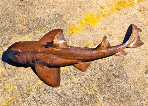 Horn Shark