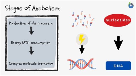 Examples Of Anabolic Pathways Examples Of Anabolic Pathways