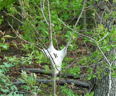 Tent Caterpillars Everywhere Nah Fall Webworm Hyphantria Cunea