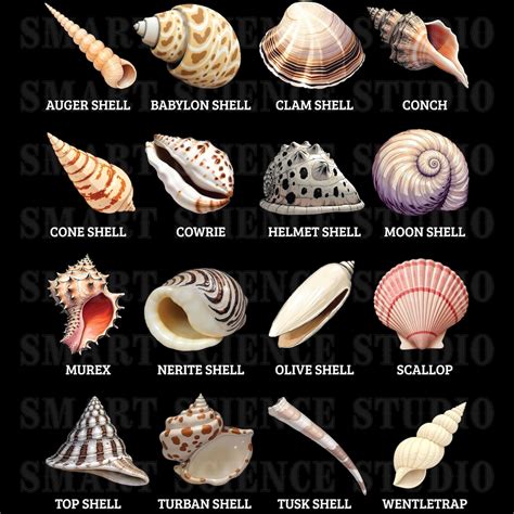 16 Types Of Seashells Educational Png Design Sea Shells Marine Life