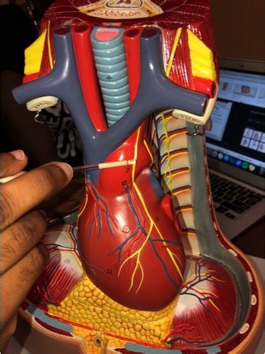 Anatomy Lab Week 2 Flashcards Quizlet