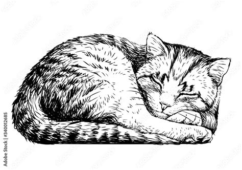 Cat Sleeping Drawing