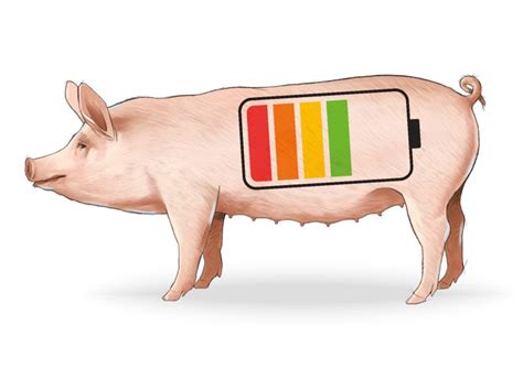 Bert De Jong On Linkedin Eeding The Gestating Sow In 2023 A Practical Approach