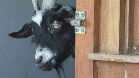 Хвани си коза и ни спаси Италиански остров има странно решение на проблема си Profit Bg