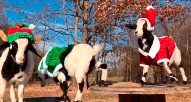 Fainting Goats S 30 Funny Animated Images Free To Use
