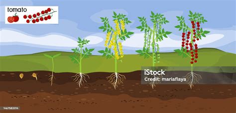 토마토 식물의 수명주기가있는 풍경 파종에서 개화 및 결실 식물까지 성장 단계 잘 익은 붉은 체리 토마토와 뿌리 시스템이 지하에 있습니다 체리 토마토에 대한 스톡 벡터 아트