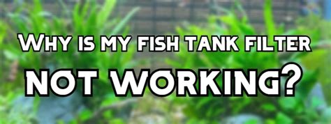 Why Is Your Fish Tank Filter Not Working Troubleshooting Tips