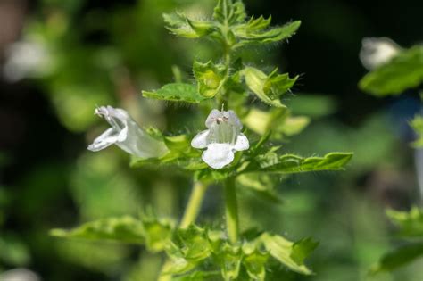Matičnjak Melissa Officinalis Plantea