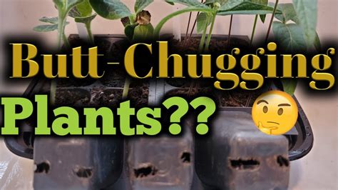 BUTTCHUGGING The Final Frontier The Something Awful Forums