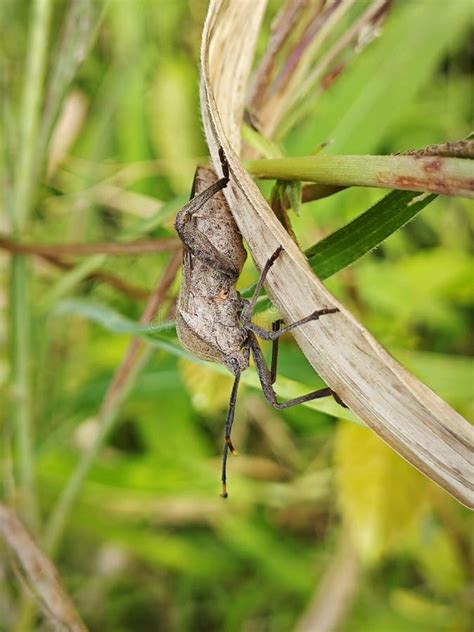 Coreid Leaf Footed Bug Climbing On The Creeping Weed Plant Stock Image