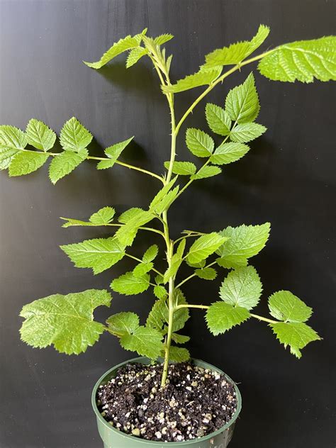 Raspberry Mysore Rubus Niveus 4