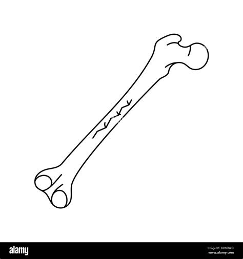Linear Bone Fracture Line Icon Vector Isolated Element Editable