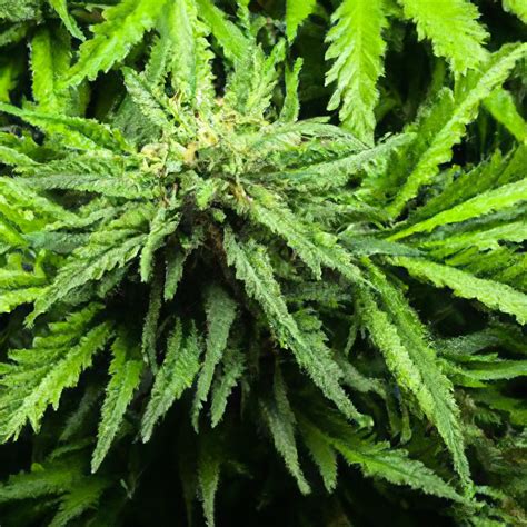 Essential Tools For Crafting Robust Cannabis Strains Magic Green Grow