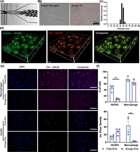 Microencapsulation Of Msc‐evs Within Nanoporous Hydrogels A Download Scientific Diagram