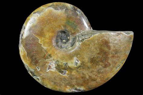 2 4 Red Flash Ammonite Fossil Madagascar 151776 For Sale