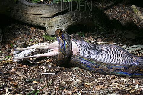 Reticulated Python Eating Deer