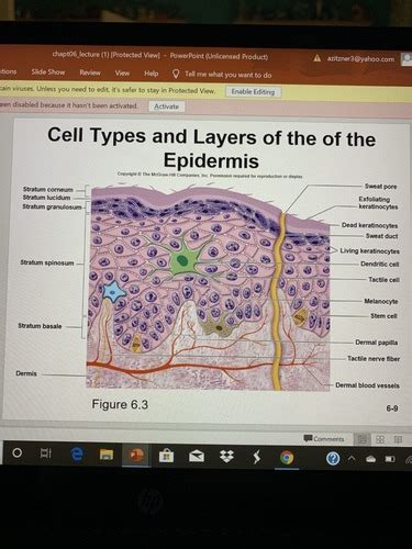 Chapter 6 Integumentary System 61 Skin And Subcutaneous Tissue