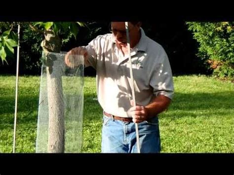 YouTube Deer Tree Fruit Trees