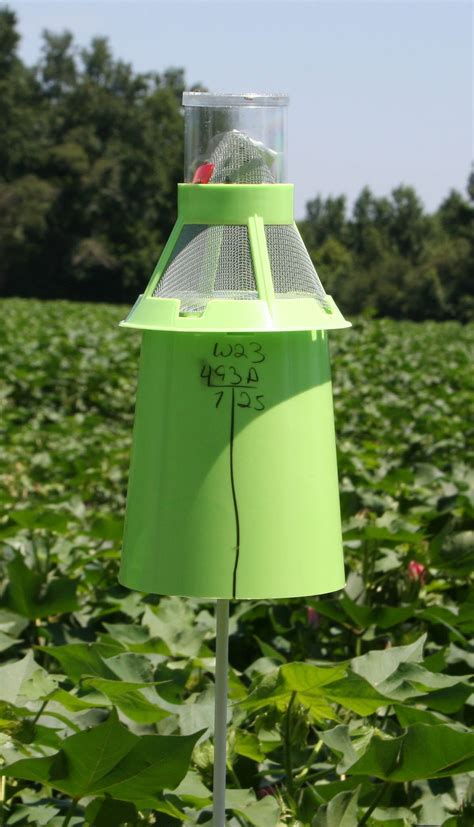 Nc Cotton Insect Scouting Guide Nc State Extension