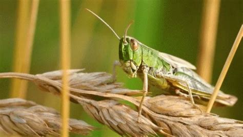 Sending Locust Load Testing Results To Elastic Cloud By Nayan Kalita