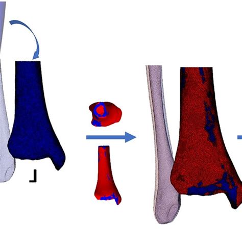 Mirroring And Alignment Of The Right Red And Left Blue Ankle The Download Scientific