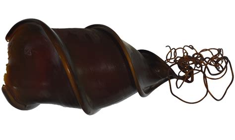 Fin Tastic Find New Species Of Australian Shark Csiro