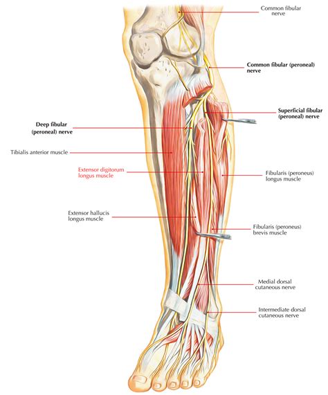 Extensor Digitorum Longus Earths Lab