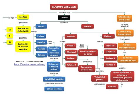 Ciclo Celular Acercaciencia🥍 Aventure Se No Kazino Da Internet