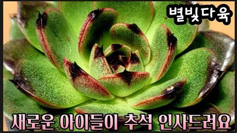 다육명품다육레드다이아몬드머큐리 2천원다육아모르파티레드킹덤재입고succulent Plant肉质植物별빛다육반려식물구매금액 2만원이상 택배가능문자주문