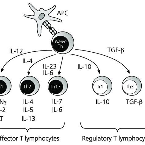 Classification Of Activated T Helper Lymphocytes The Type Of Stimulus Download Scientific