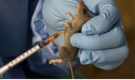 Ncdc Reports 80 Deaths From Lassa Fever In 11 States