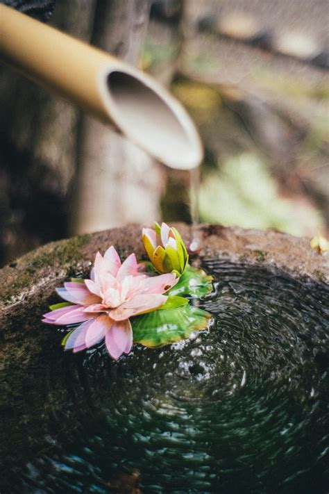 바위 위에 앉아있는 작은 분홍색 꽃 사진 Unsplash의 무료 영성 이미지