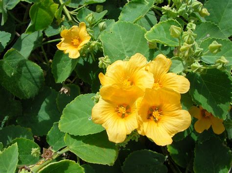 Ilima Flower Oahu Presslogic