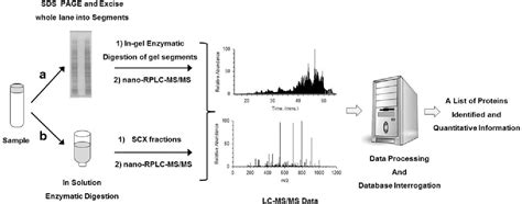 Figure 1 From Bottom Up Mass Spectrometry Based Proteomics As An Investigative Analytical Tool
