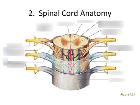 LAB 15 The Spinal Cord Spinal Nerves Diagram Quizlet
