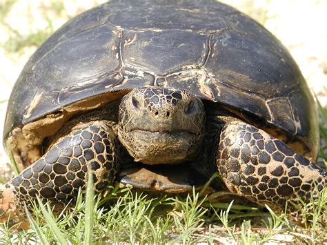 Managed Forests Are Key To Gopher Tortoise Conservation